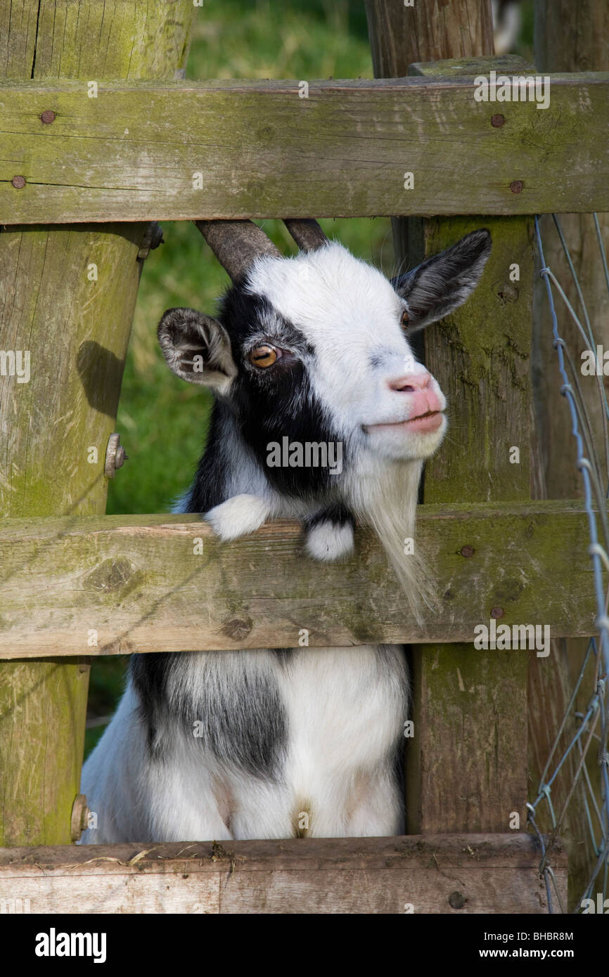 Young goat kid at Conundrum Farm visitor attraction in north east ...