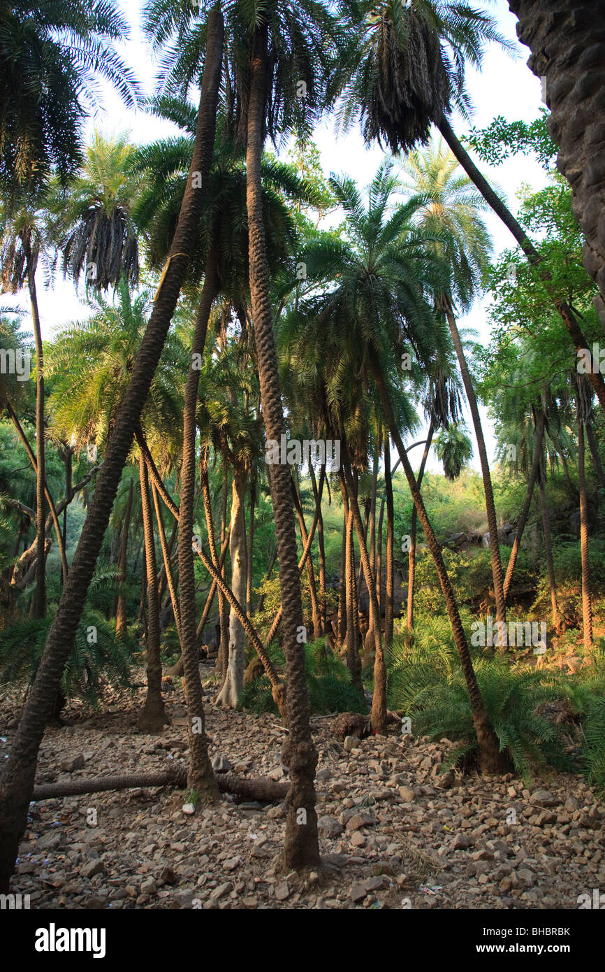 Palm trees in Sariska Tiger Reserve, Rajasthan, India Stock Photo - Alamy