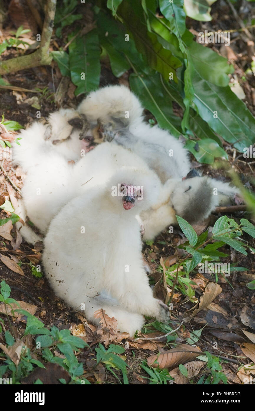 Silky Sifaka lemur (Propithecus candidus) Endangered, Marojejy National ...