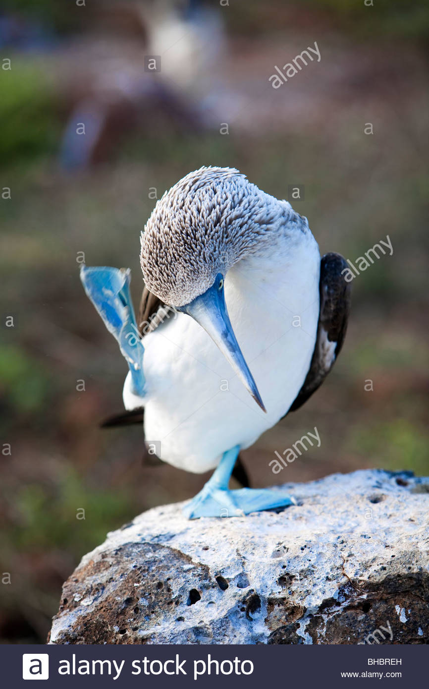 Blue Footed Booby Stock Photos & Blue Footed Booby Stock Images - Alamy