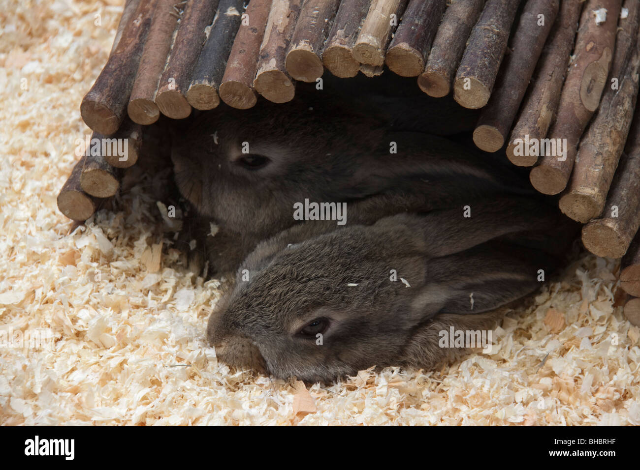 Two young rabbits for sale in a garden centre pet shop with clean ...