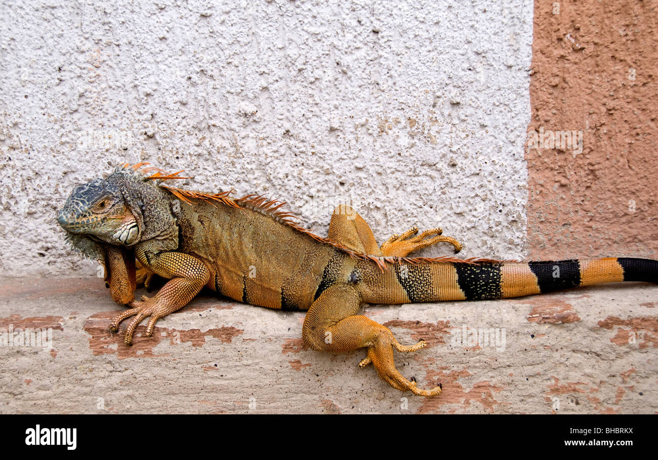 Iguana mexico hi-res stock photography and images - Alamy