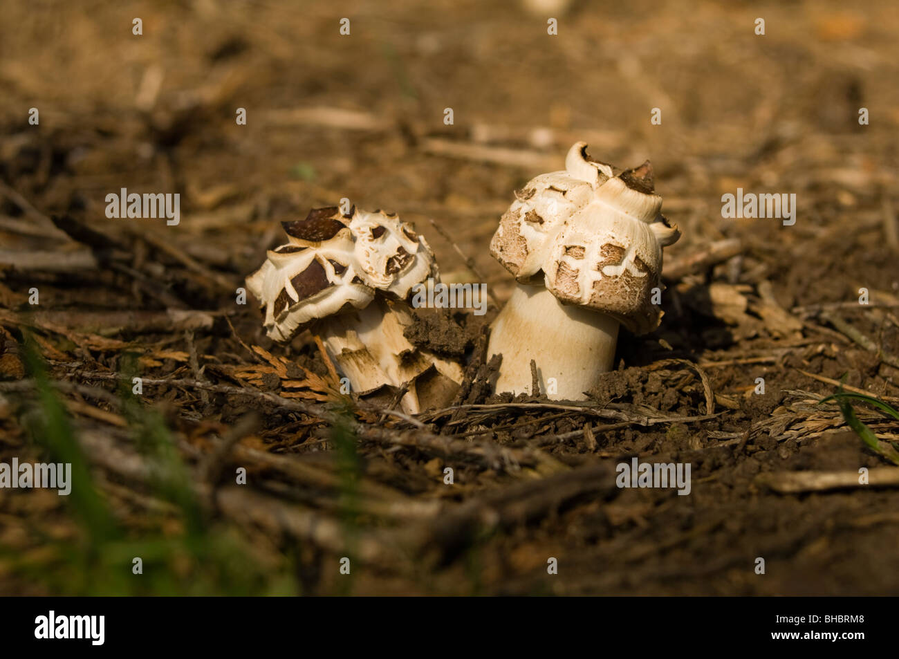 Young fungi just breaking through the ground Stock Photo - Alamy