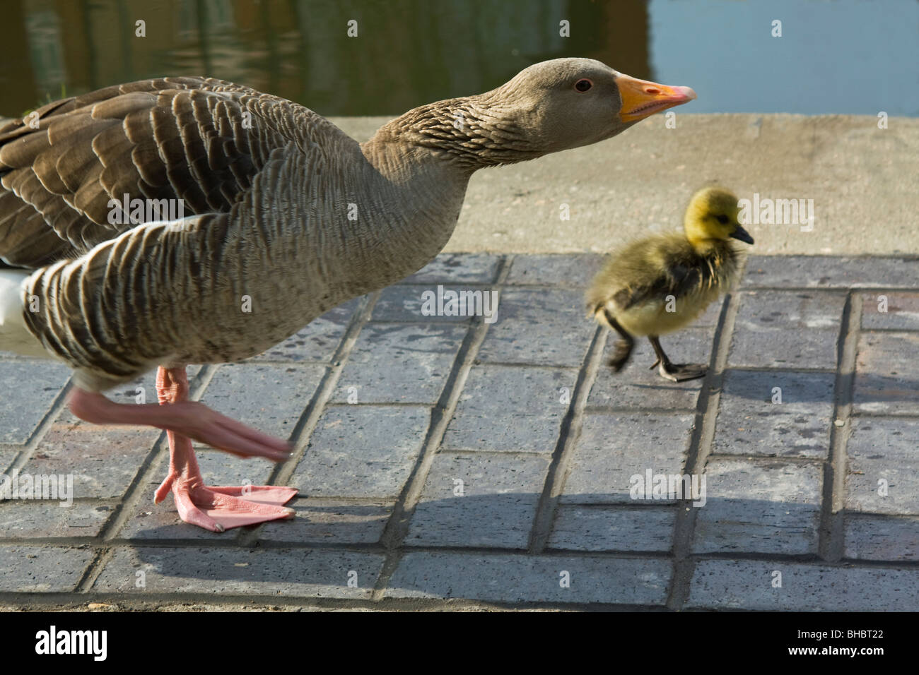 Angry goose hi-res stock photography and images - Alamy