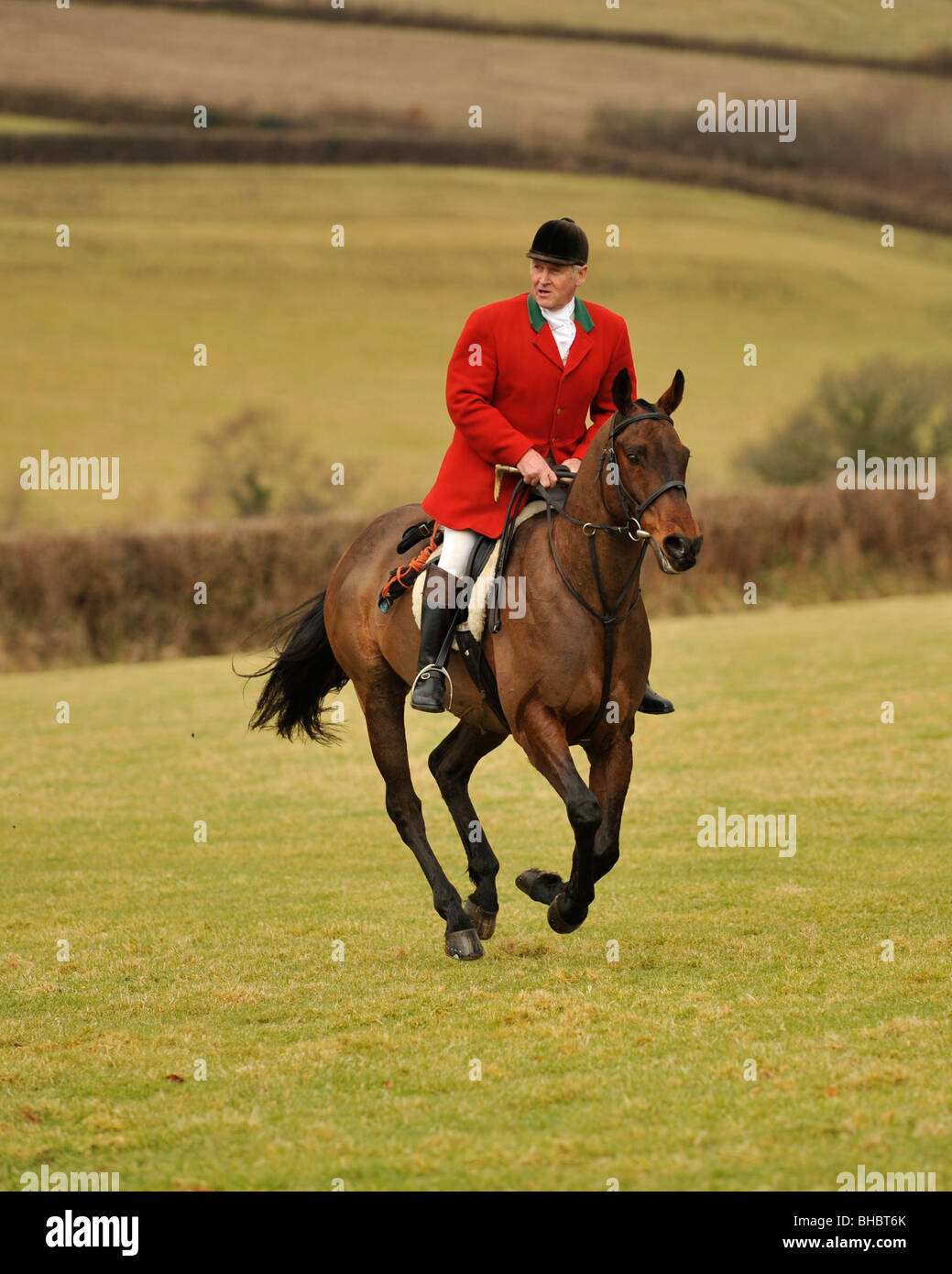 whipper in to foxhounds Stock Photo - Alamy