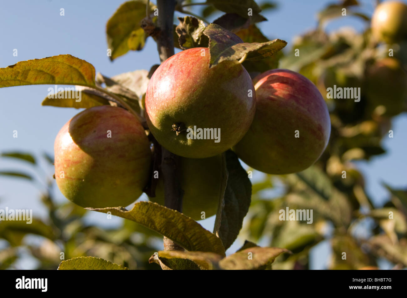Apples (Malus domestica) growing on a tree in a fruit orchard Stock ...