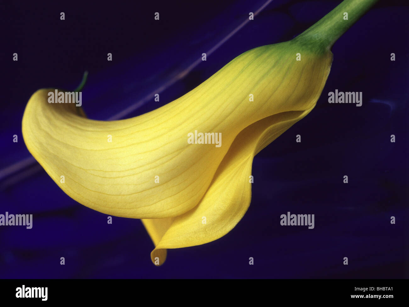 A yellow Calla Lily Zantedeschia Stock Photo - Alamy