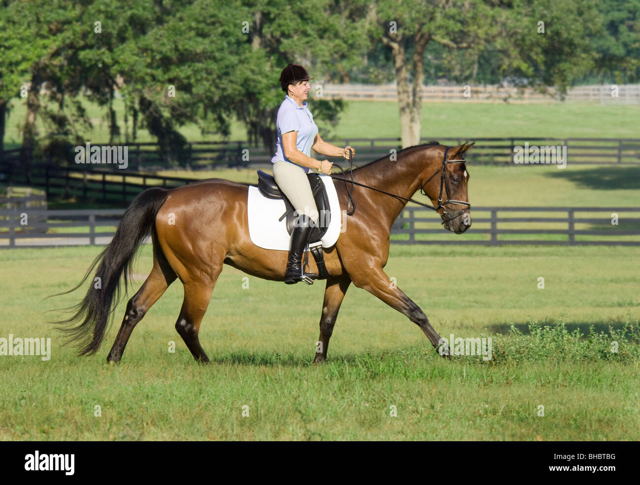 woman rider doing dressage with Quarter Horse Stock Photo - Alamy