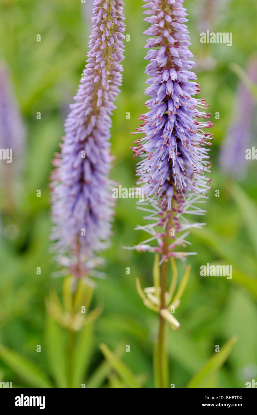 Black root (Veronicastrum virginicum syn. Veronica virginica Stock ...