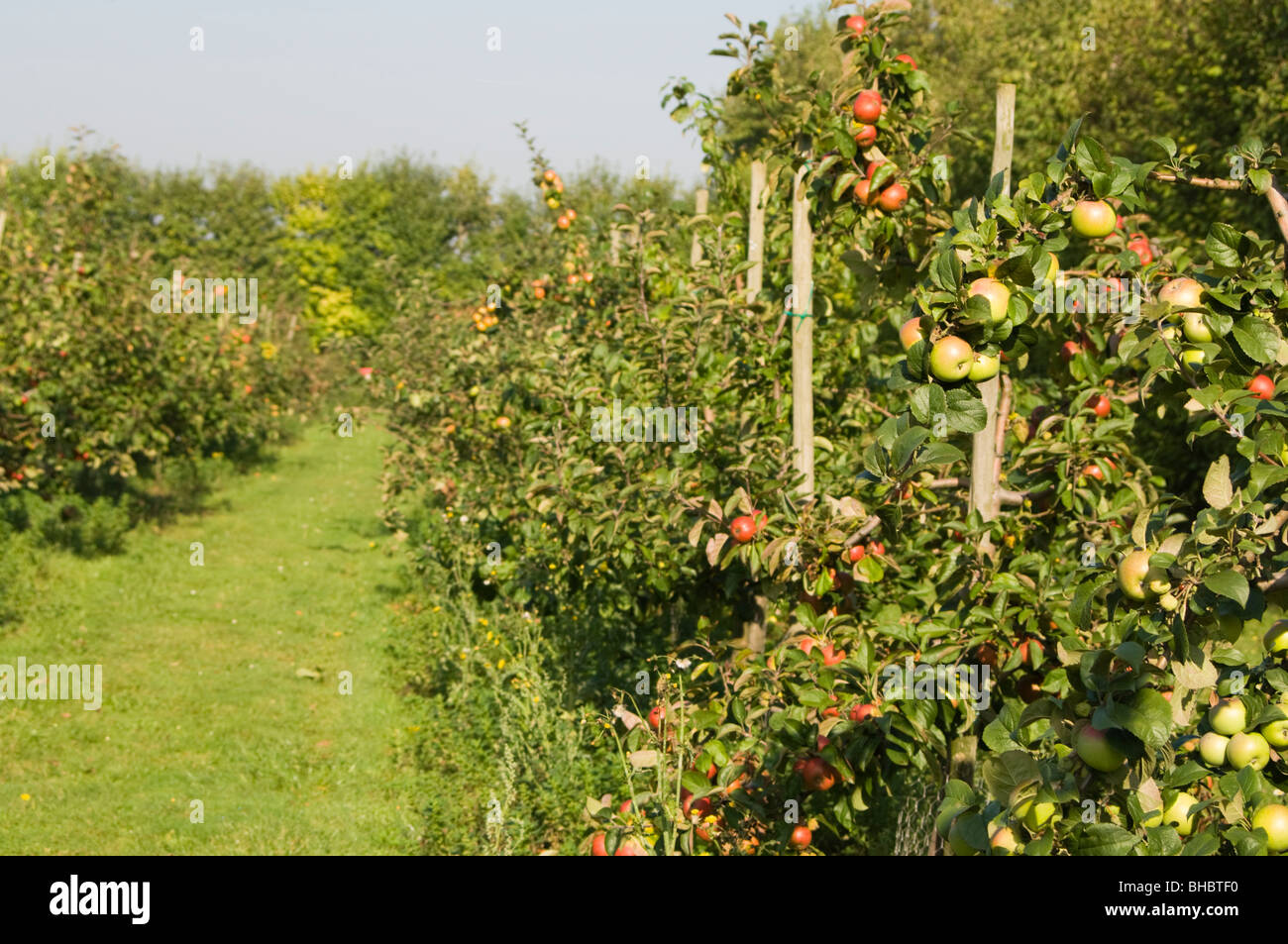 Side by side dwarf apple trees hi-res stock photography and images - Alamy