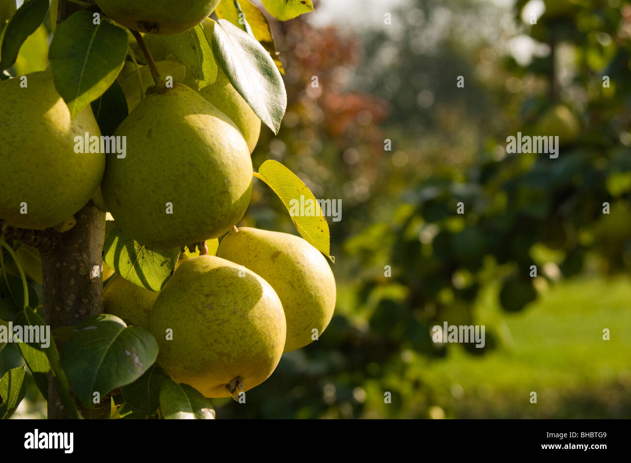 Pears (Pyrus) growing on a tree in a fruit orchard Stock Photo - Alamy