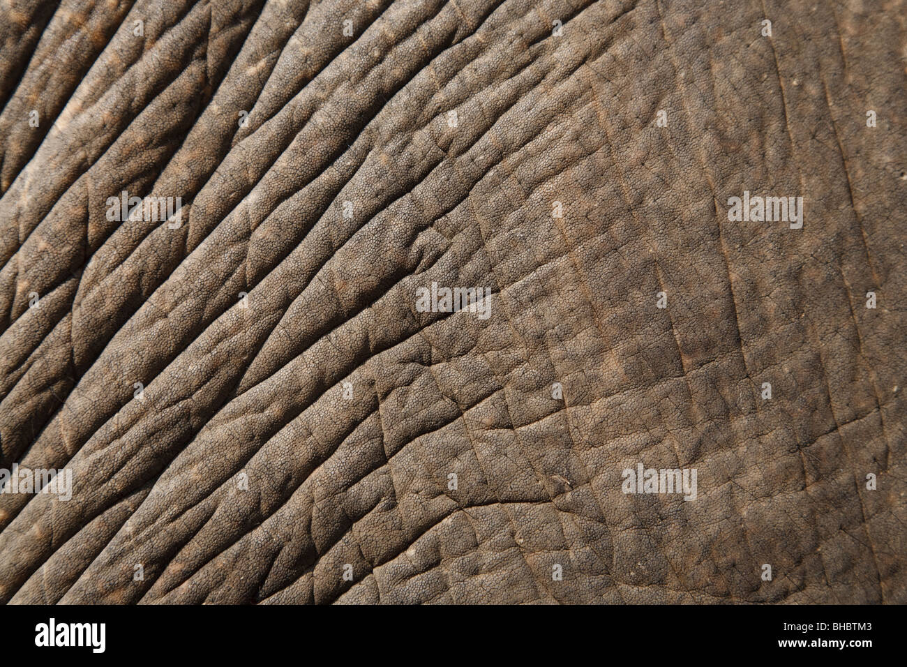 Close-up of an Indian elephants skin Stock Photo - Alamy