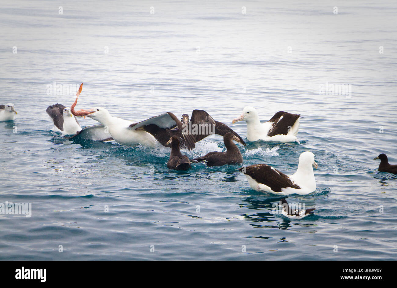 Juvenile Royal Albatross High Resolution Stock Photography and Images ...