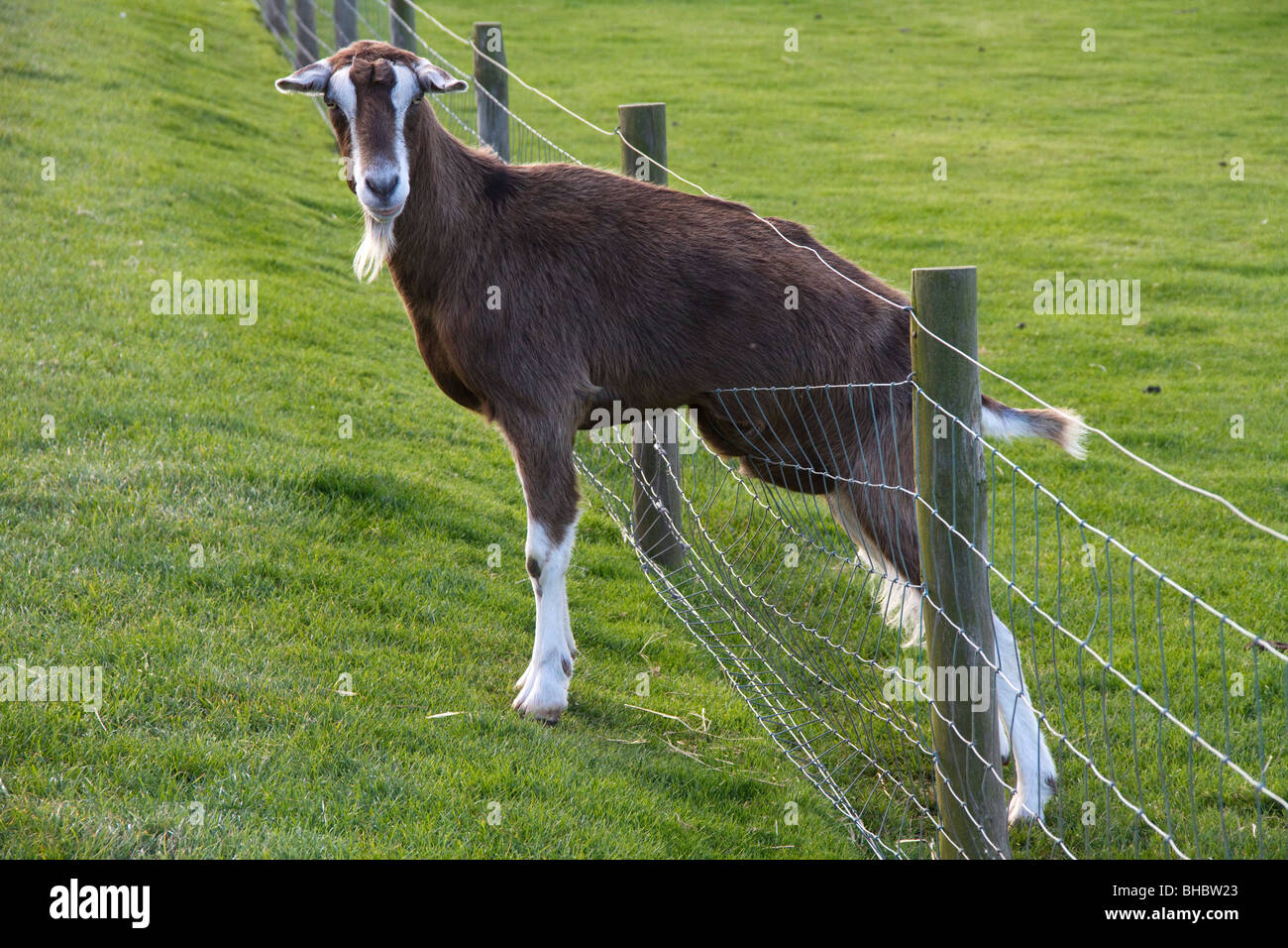Very large female goat at Conundrum Farm visitor attraction in north ...