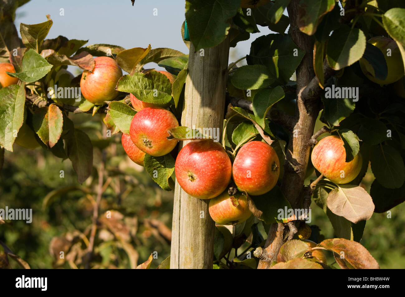 Red apple on tree adam and eve hi-res stock photography and images - Alamy