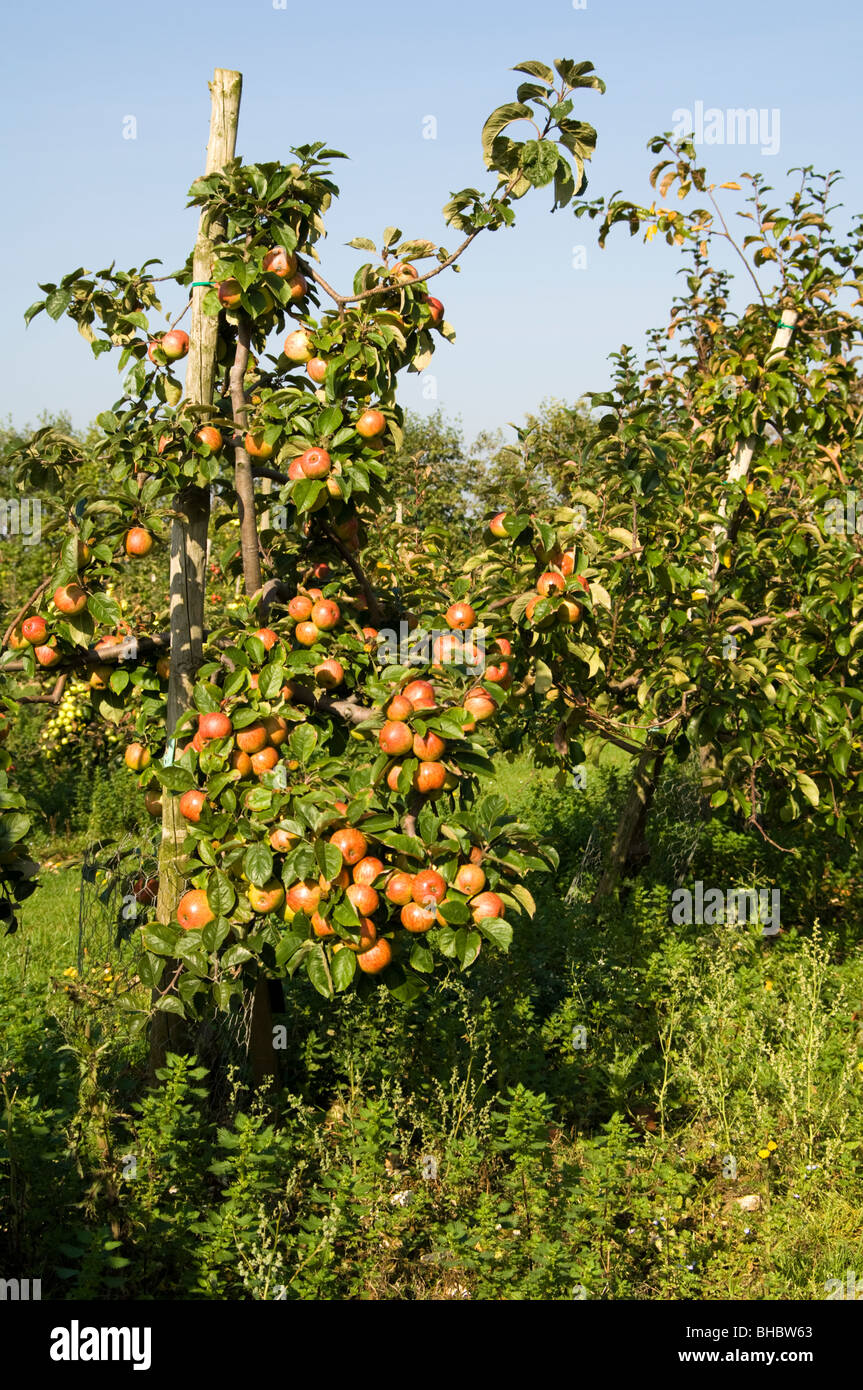 Red apple on tree adam and eve hi-res stock photography and images - Alamy