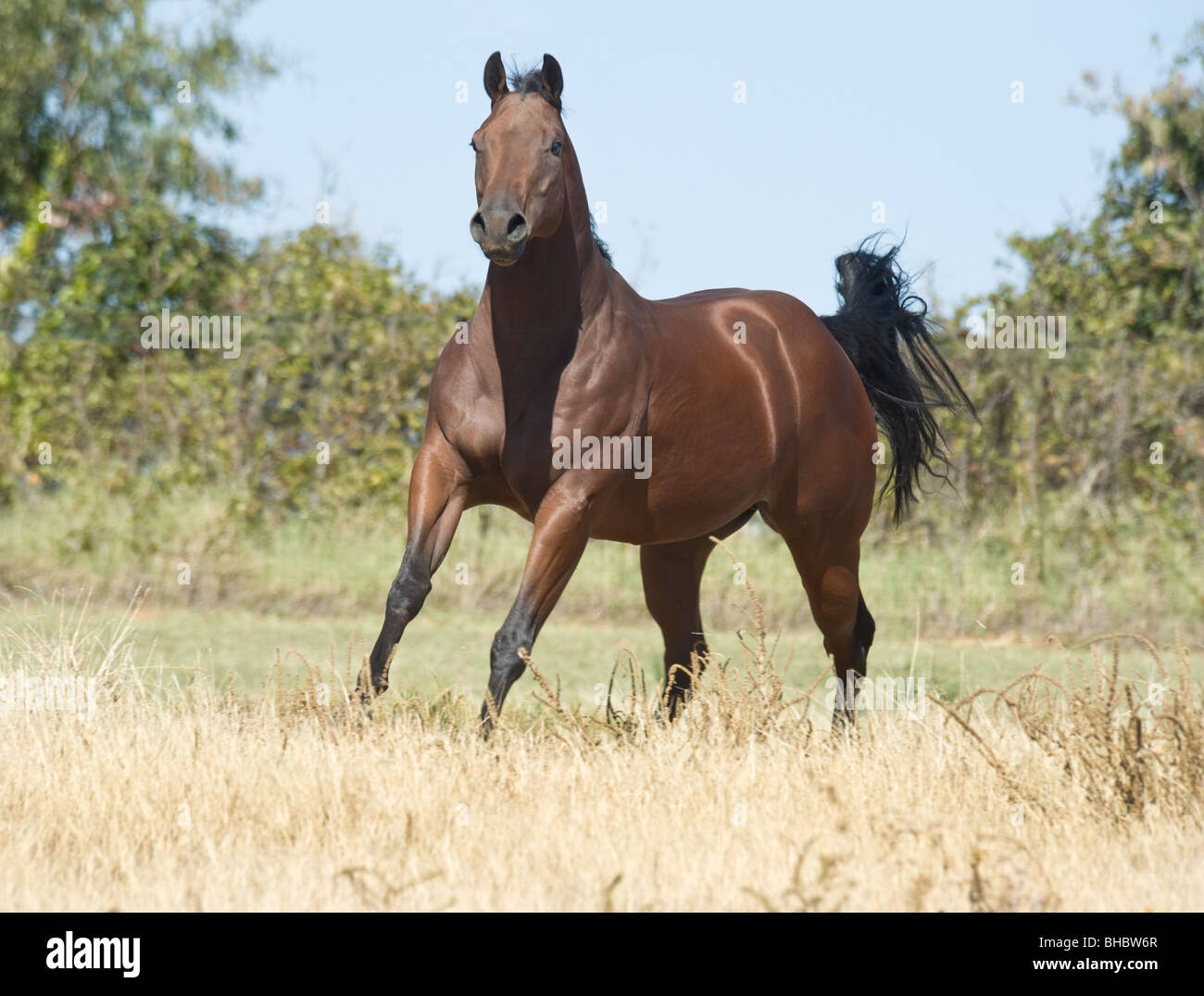 Quarter Horse stallion Stock Photo - Alamy