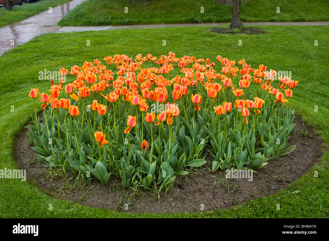 Many tulips are planted in a circle in Portland, Maine Stock Photo - Alamy