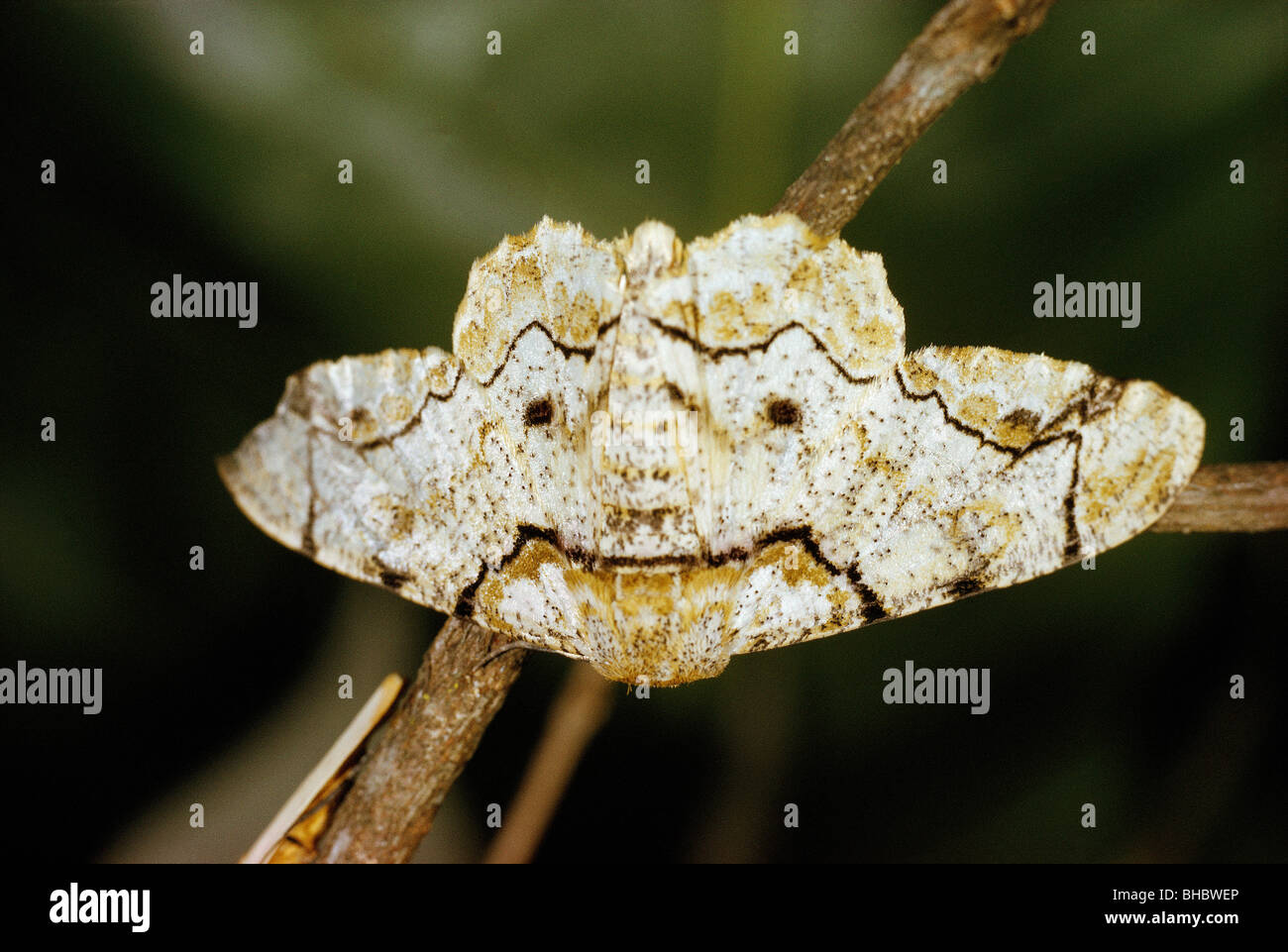 A happy face in a moth's wings Stock Photo - Alamy