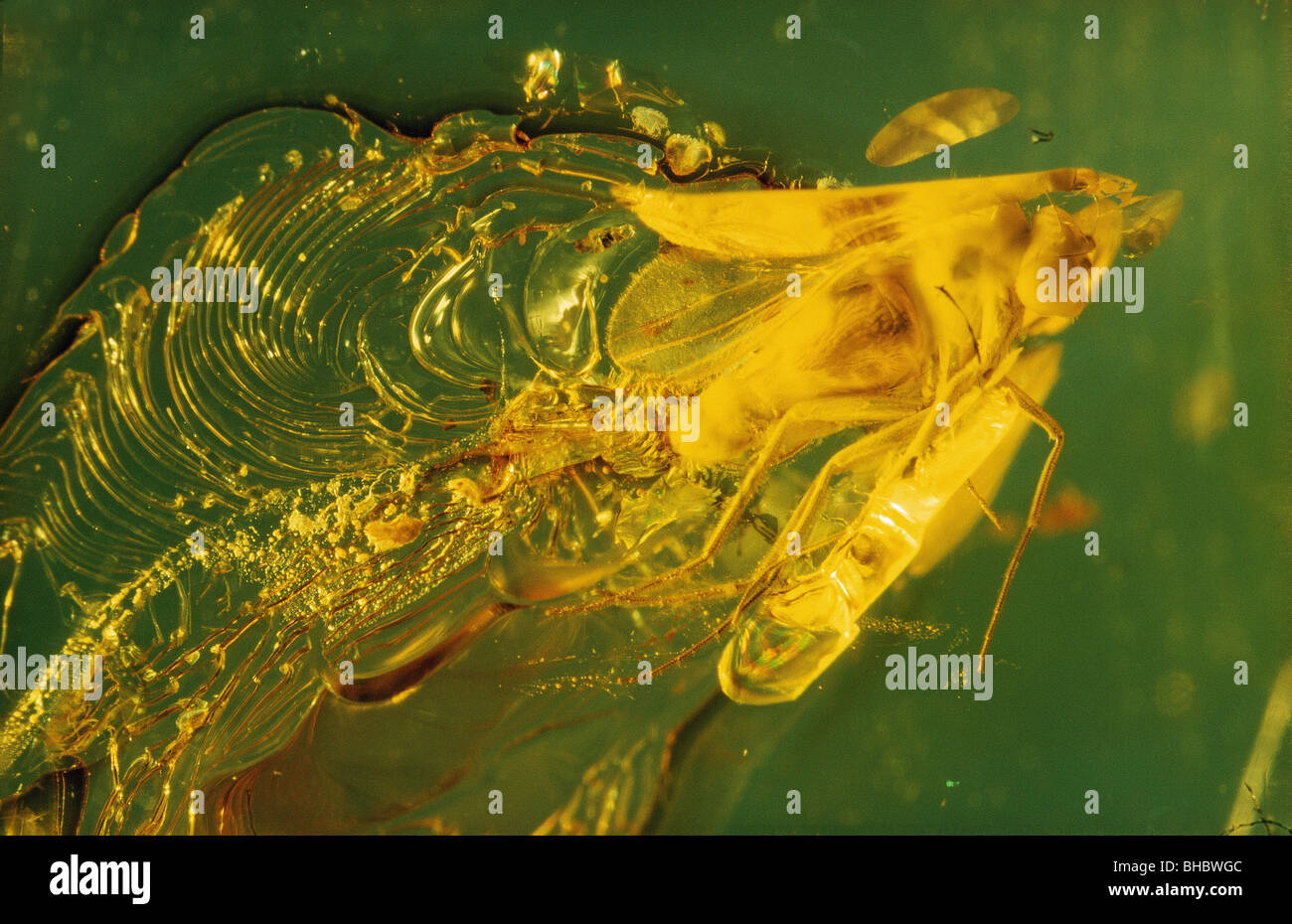 38 million year old insect stuck in amber Stock Photo - Alamy