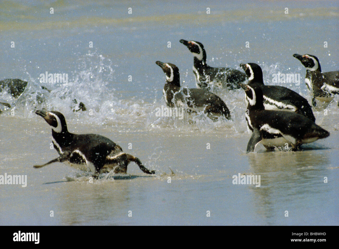 Penguins in the waves Stock Photo - Alamy