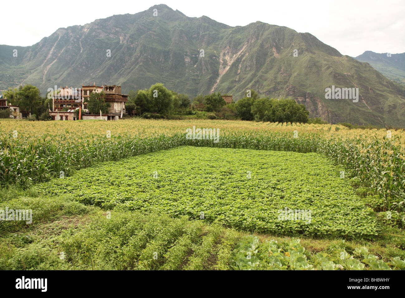 Houses and corn field in the rural Tibetan Chinese village Zhong Lu ...