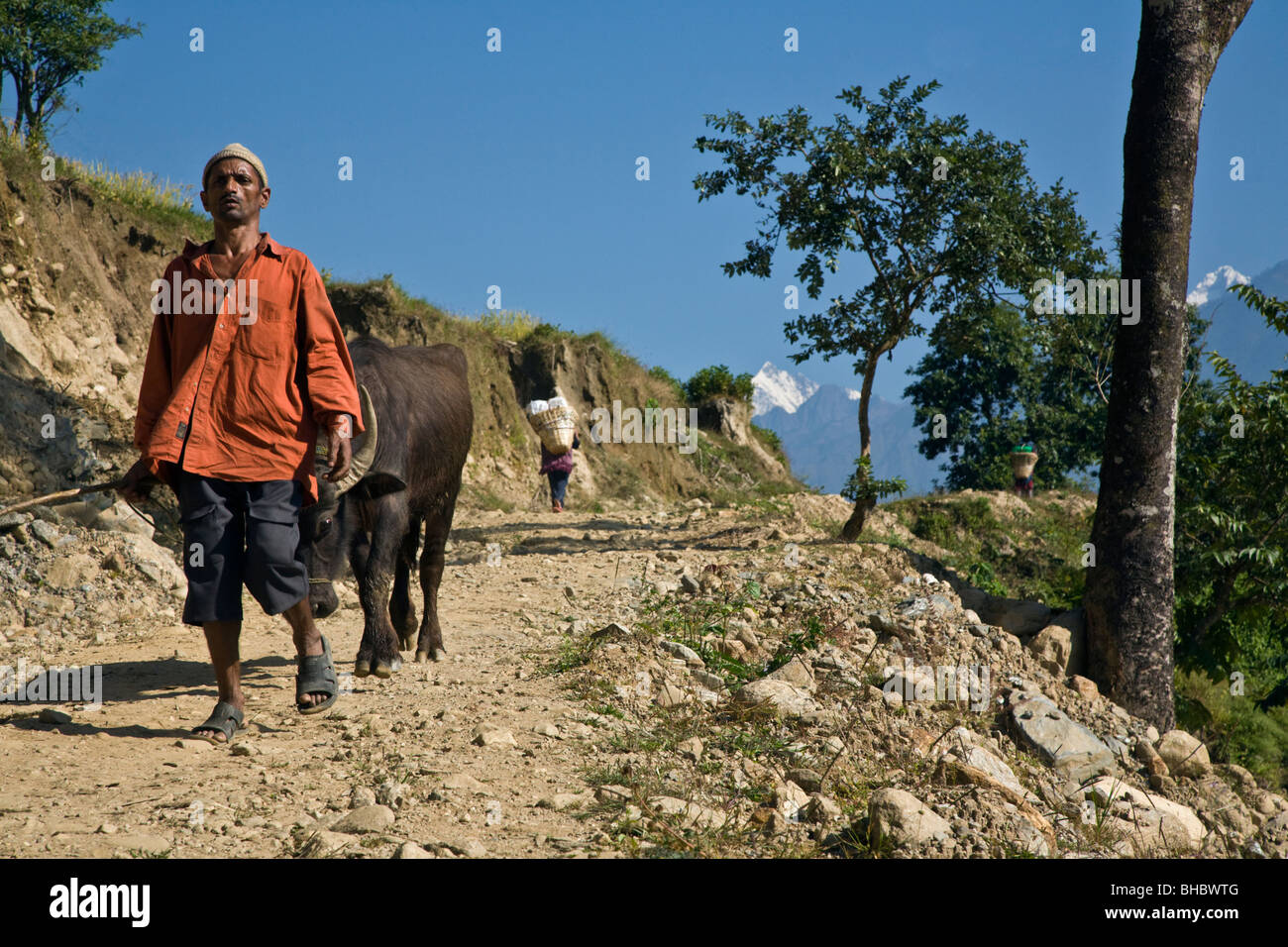 A NEPALI MAN walks his WATER BUFFALO along a road - AROUND MANASLU TREK ...