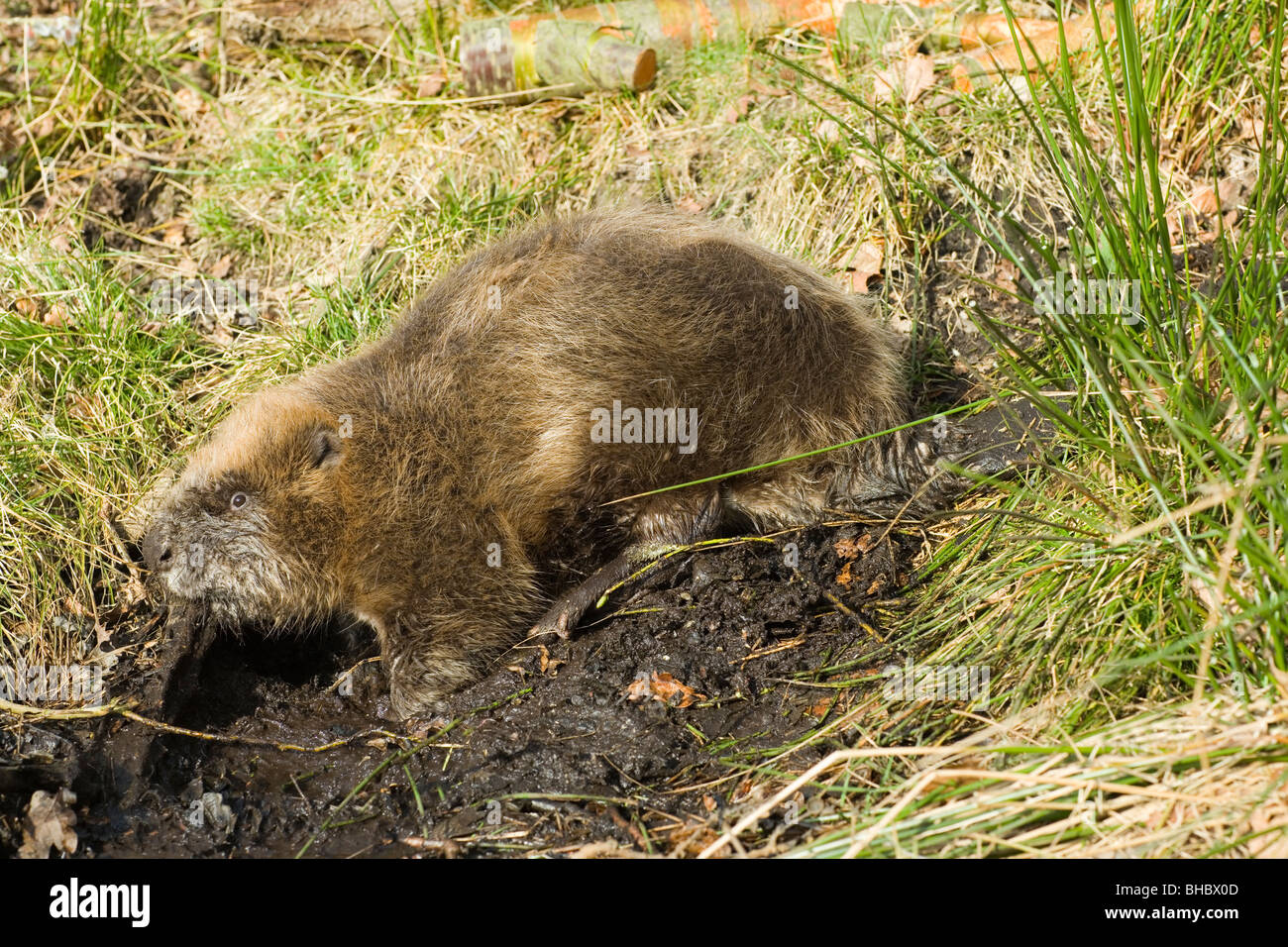 Flat tail hi-res stock photography and images - Alamy