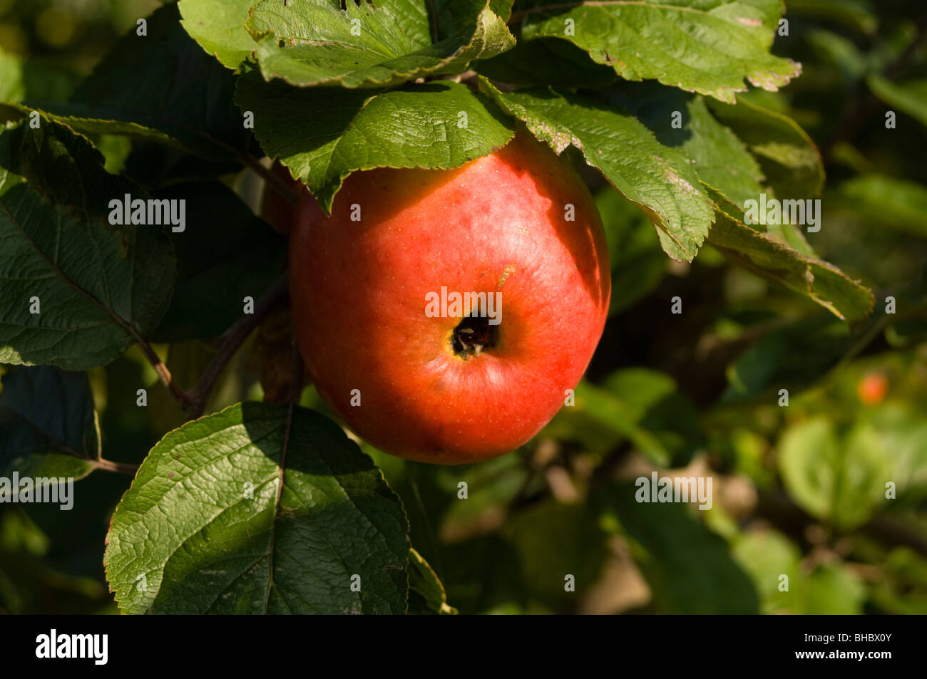 Apple (Malus domestica) growing on a tree in a fruit orchard Stock ...