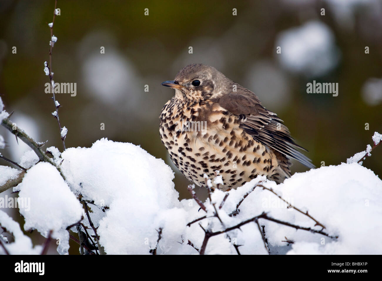 Mistle thrush hi-res stock photography and images - Alamy