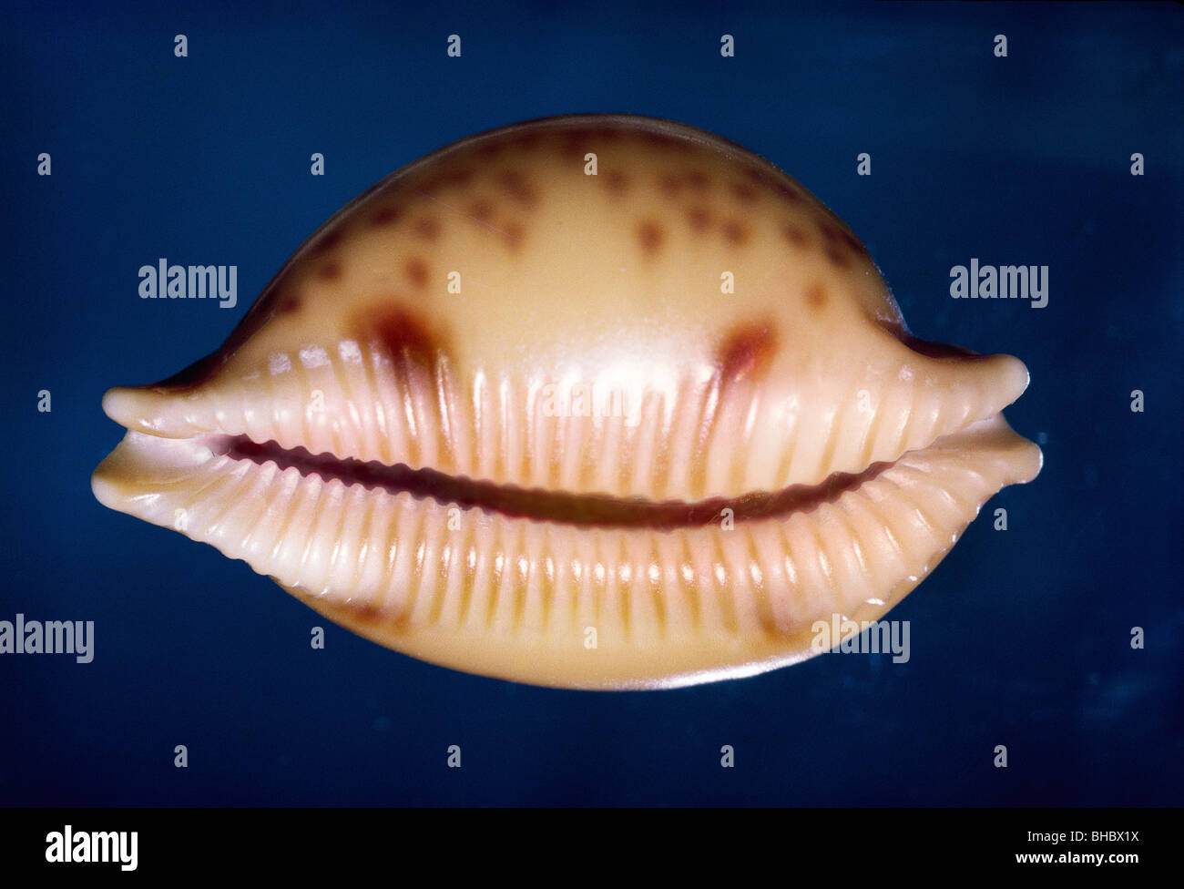 A smiling shell from the Falkland Islands Stock Photo - Alamy