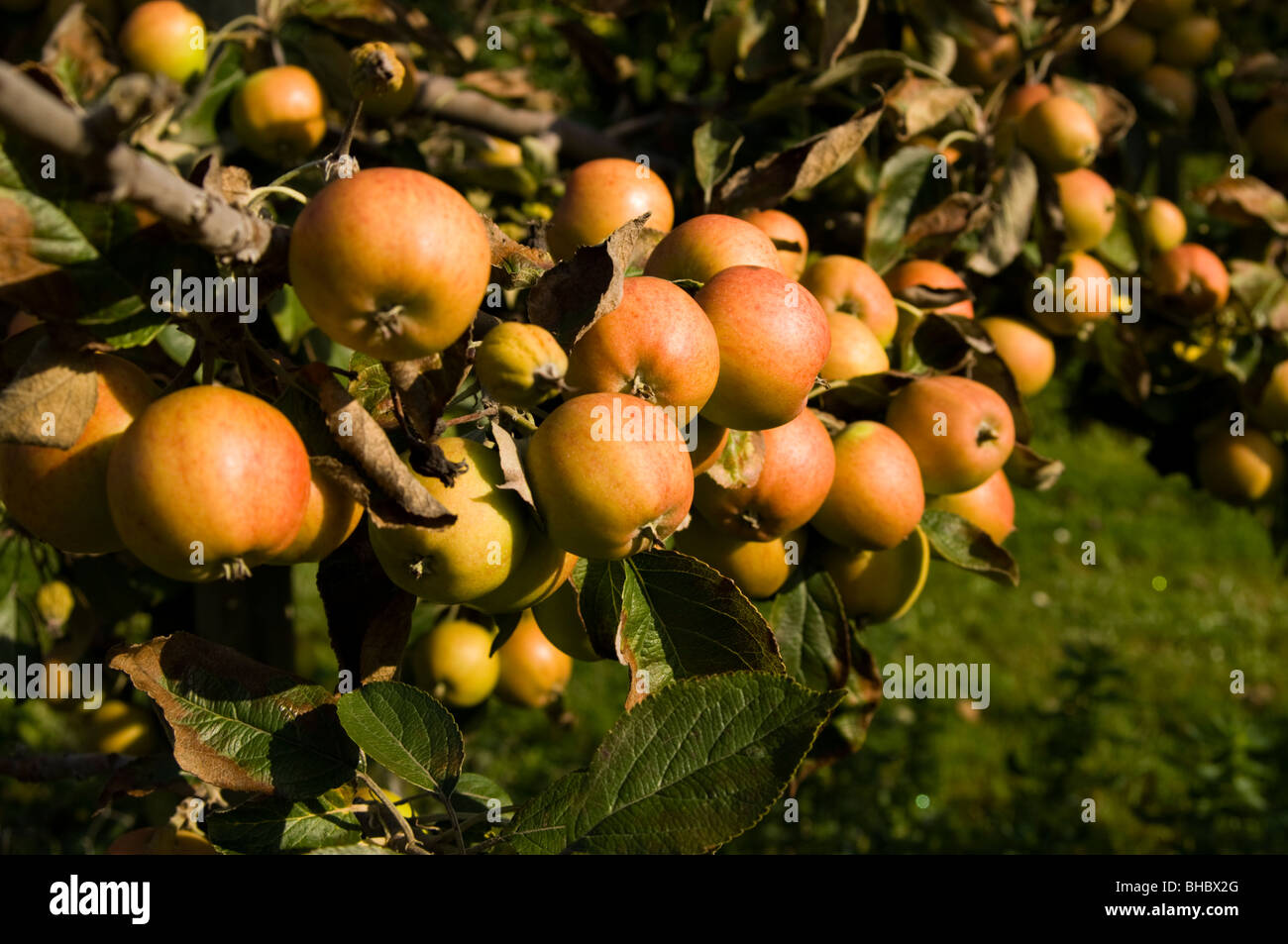 Red apple on tree adam and eve hi-res stock photography and images - Alamy