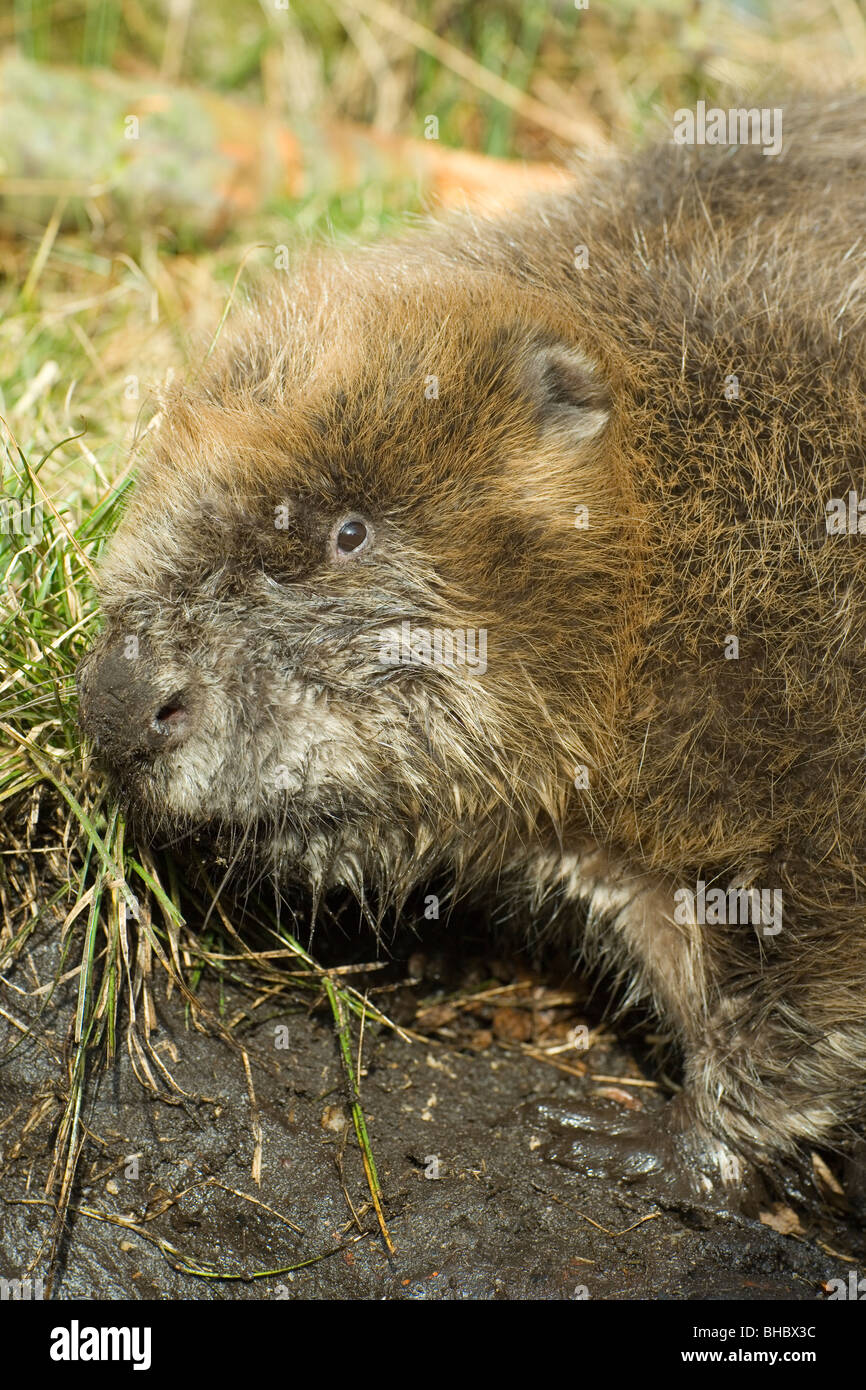 European Beaver (Castor fiber). Digging Stock Photo - Alamy