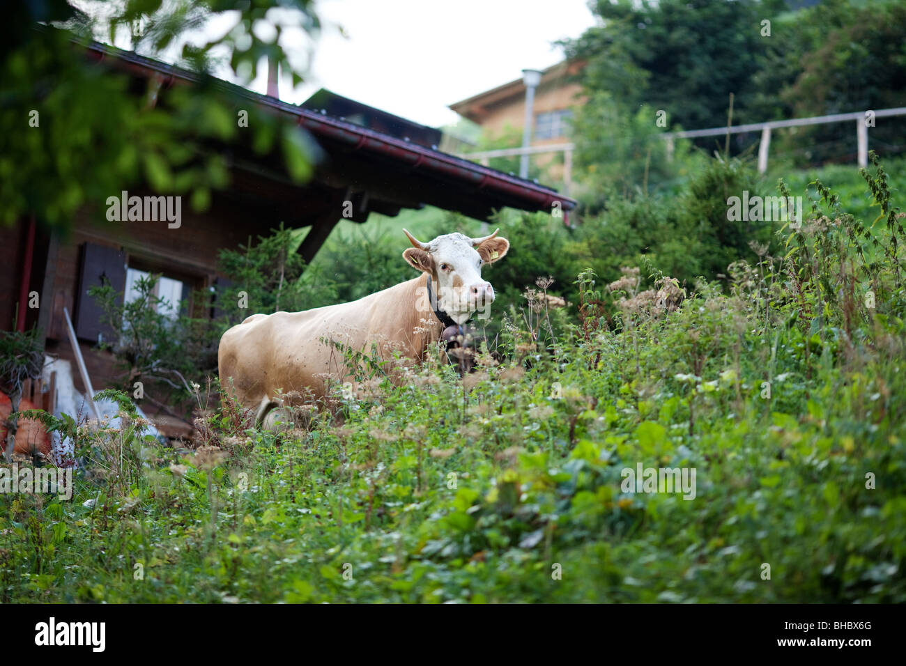 Cow in backyard pasture in Switzerland town of Gimmelwald Stock Photo ...