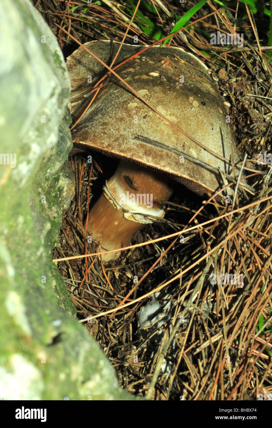 yet unidentified Greek mushroom Stock Photo - Alamy