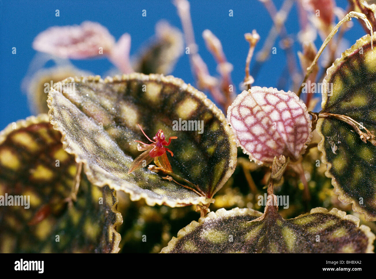 Orchids that mimic insects Stock Photo - Alamy