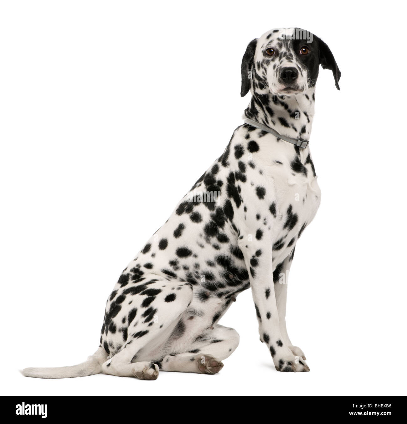 Side view dalmation Cut Out Stock Images & Pictures - Alamy