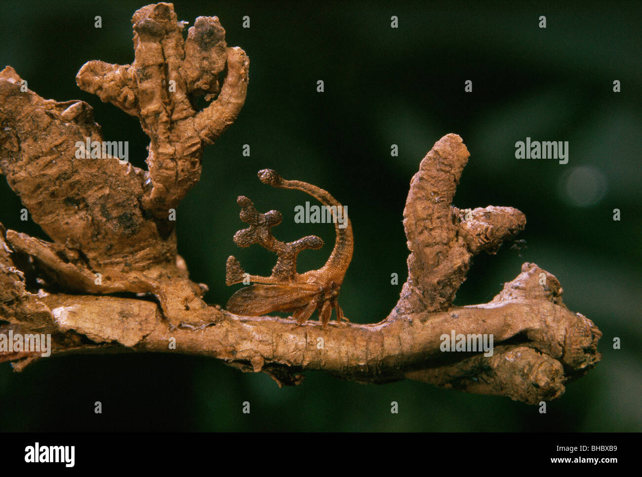 Treehopper on a branch Stock Photo - Alamy