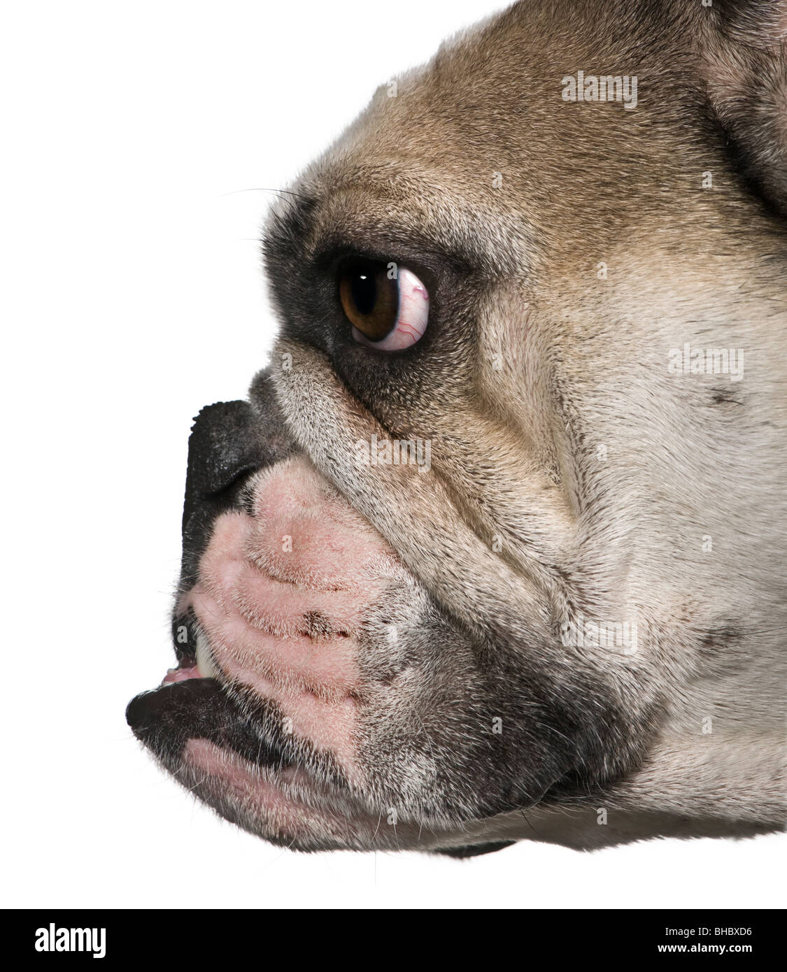 Side view of English bulldog, 4 months old, in front of white ...