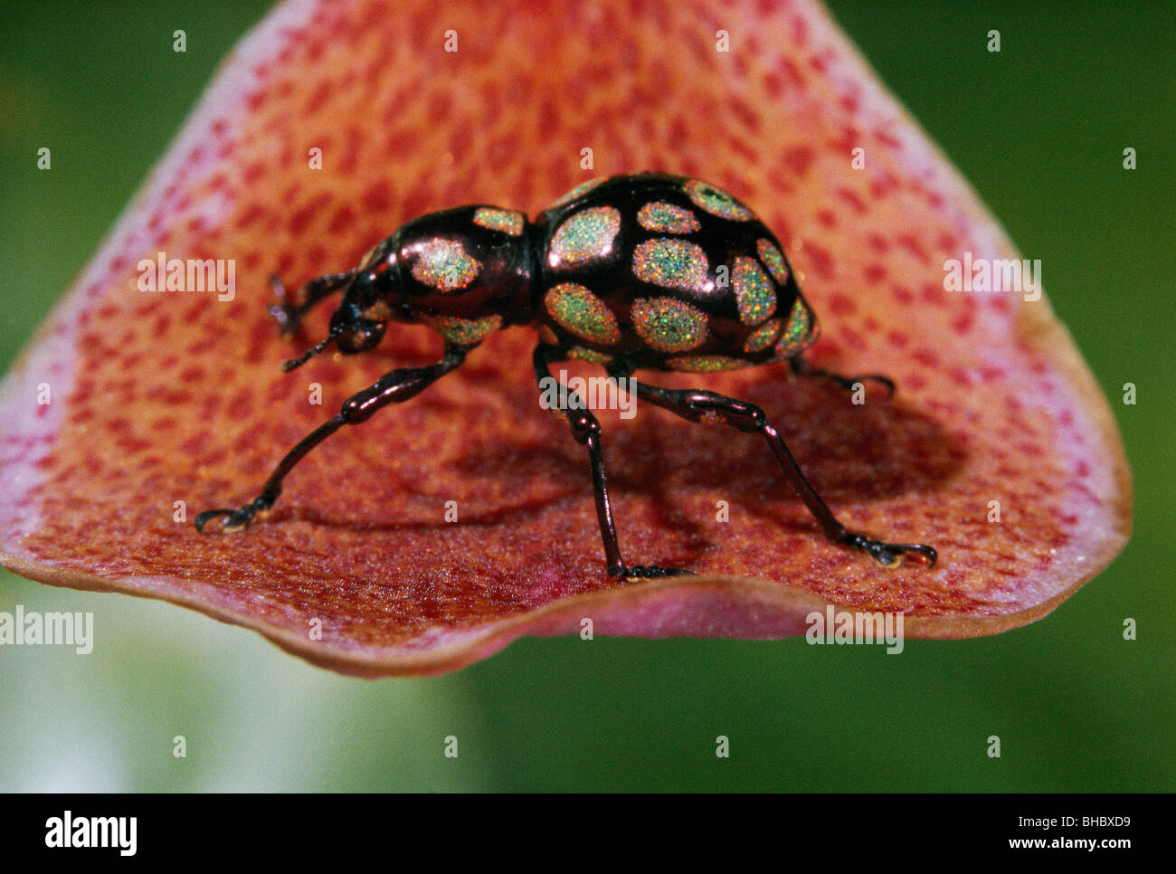 Gem Beetle in New Guinea Stock Photo - Alamy