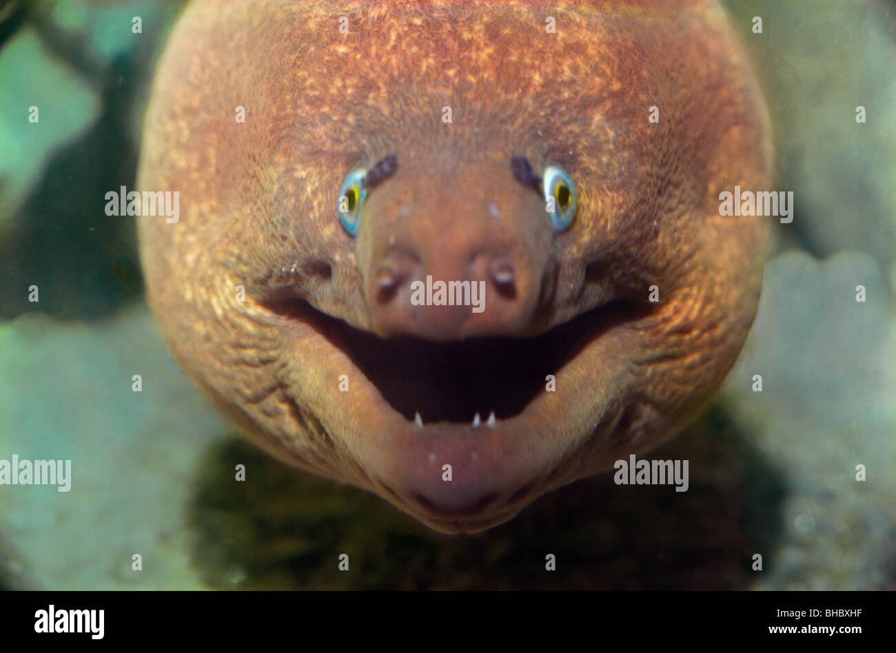The smiling moray eel Stock Photo - Alamy