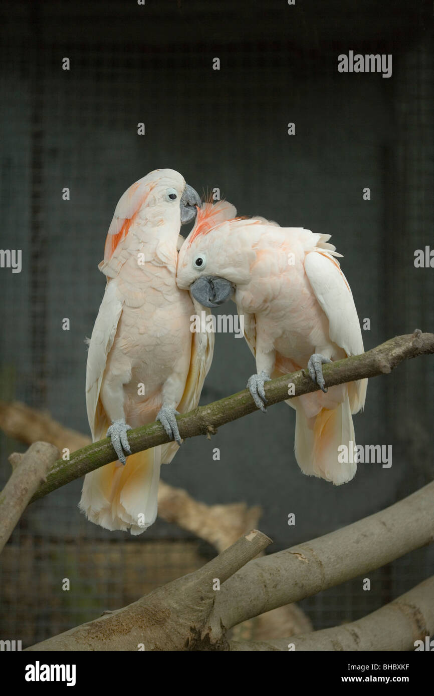 Moluccan Cockatoos (Cacatua moluccensis). Pair, female left, preening ...