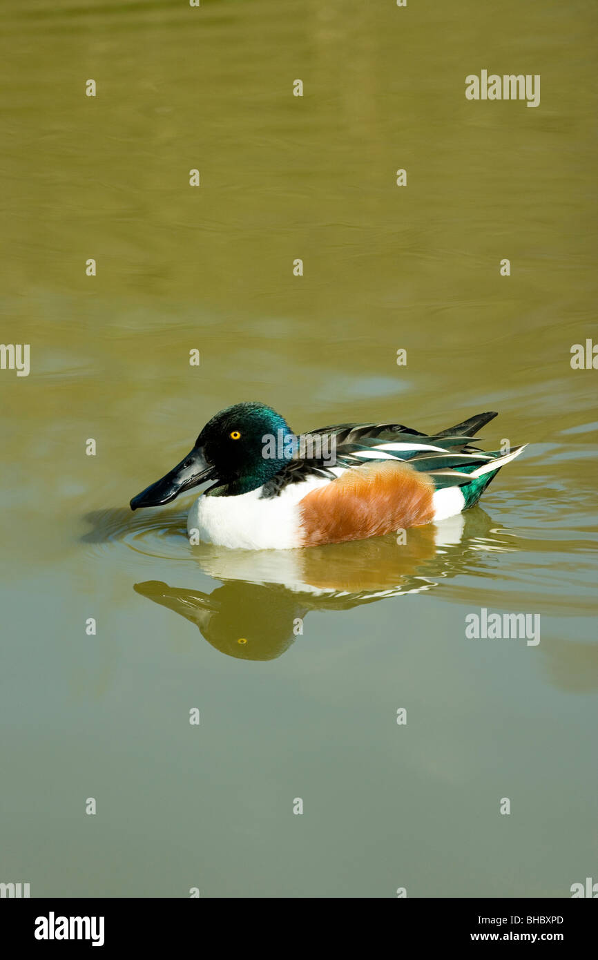 Ducks in breeding plumage hi-res stock photography and images - Alamy