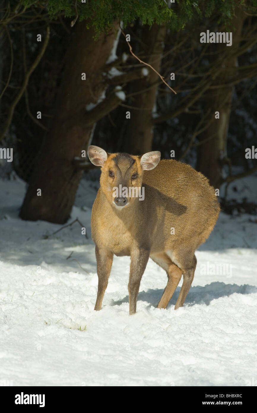 Muntjac deer uk winter hi-res stock photography and images - Alamy