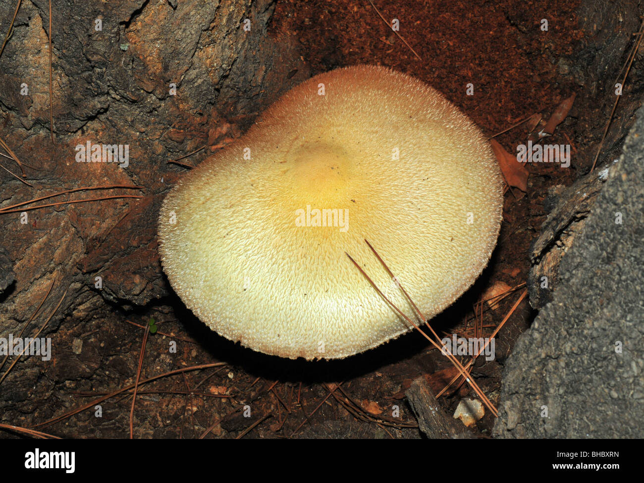 Mushroom volvariella hi-res stock photography and images - Alamy