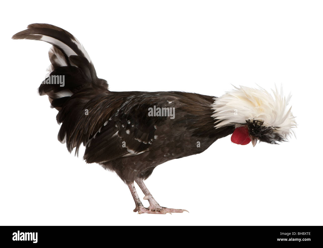 Rooster Front View High Resolution Stock Photography and Images - Alamy