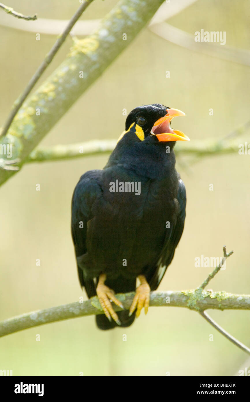 Gracula religiosa hi-res stock photography and images - Alamy
