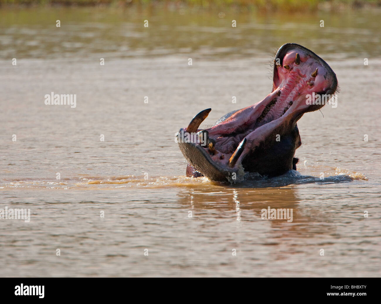 Hippo warning hi-res stock photography and images - Alamy
