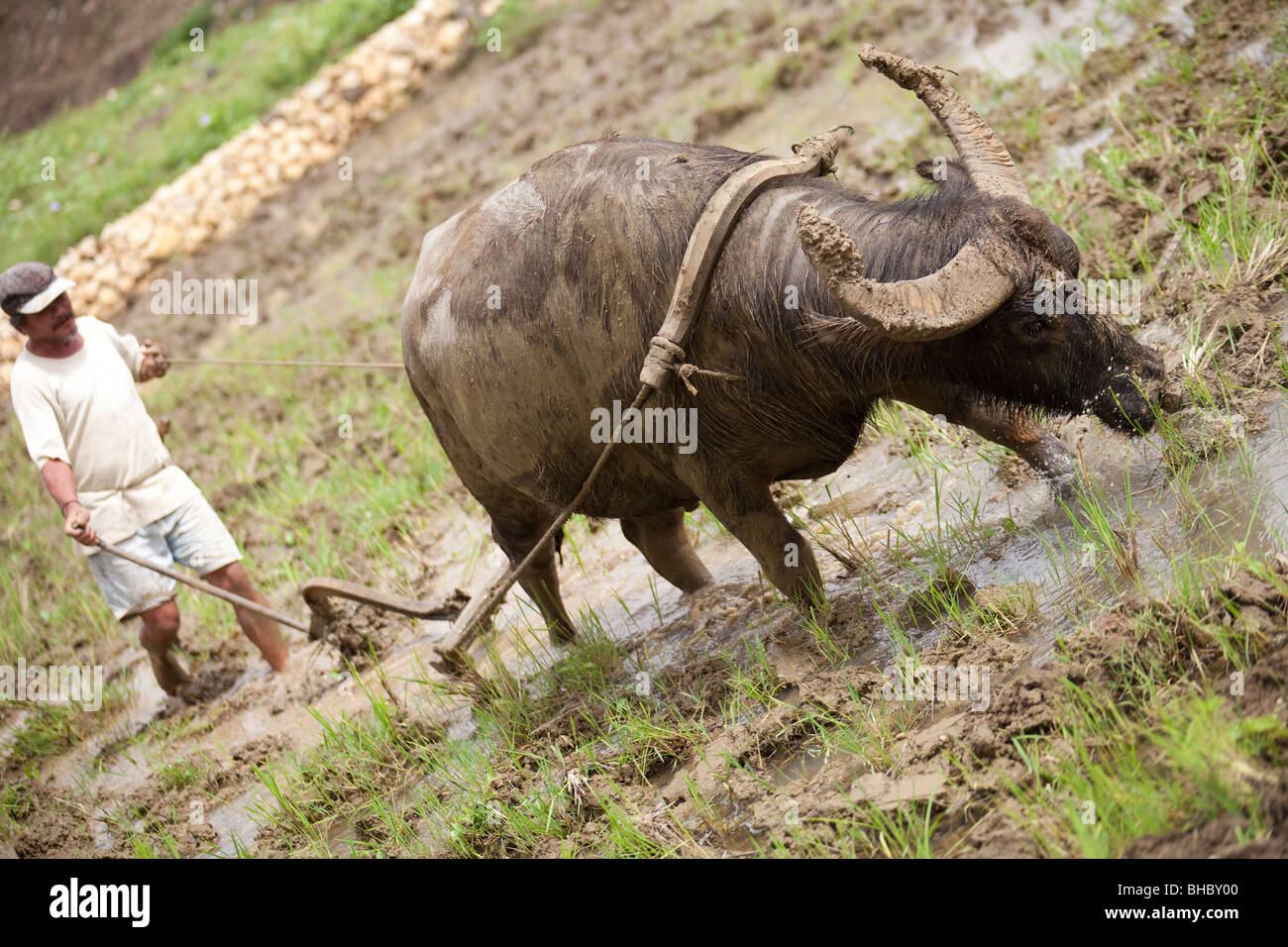 Rice farmer water buffalo philippines hi-res stock photography and ...