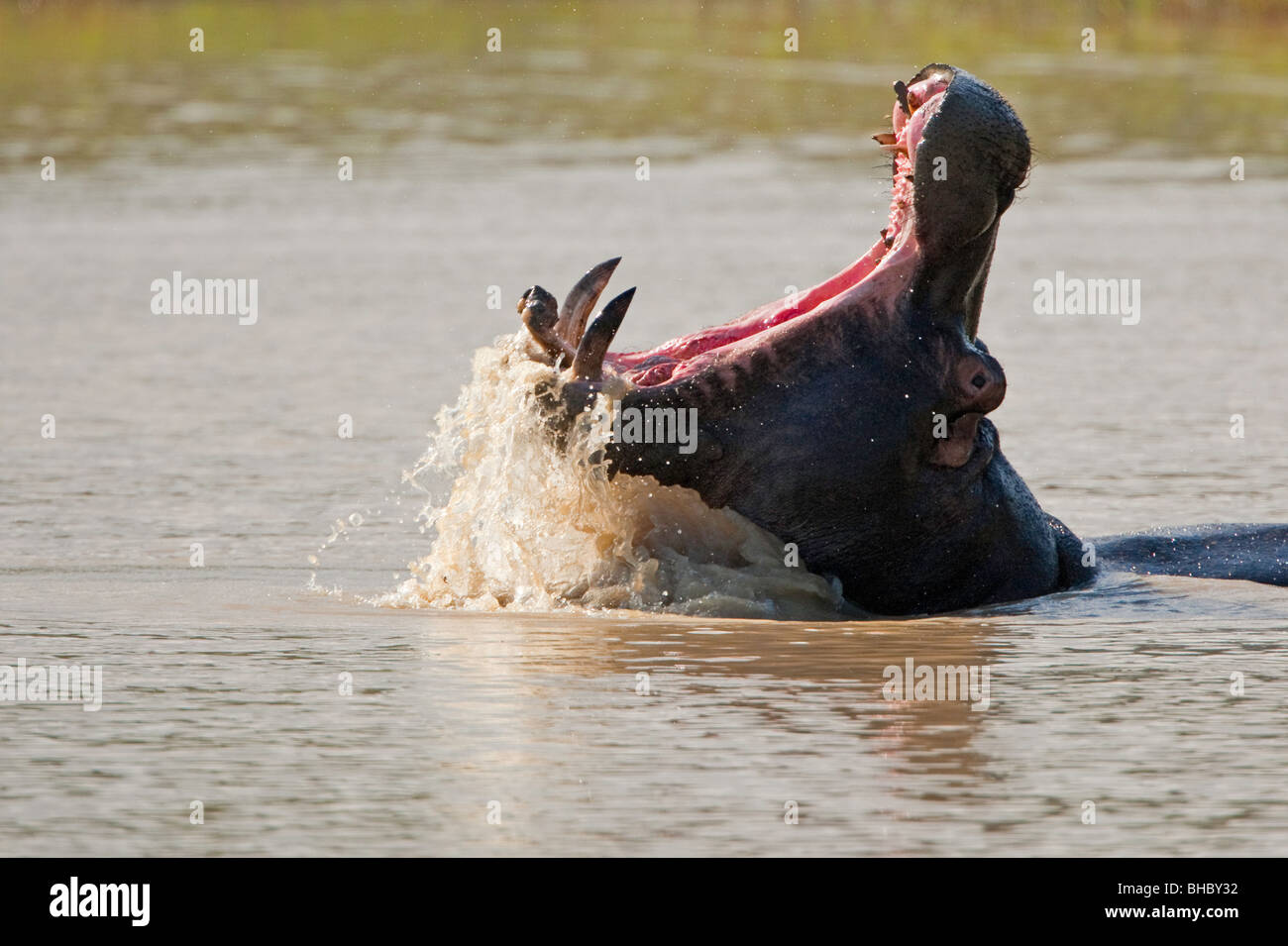 Hippo warning hi-res stock photography and images - Alamy